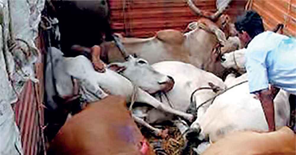 Govt. to impose stricter punishment for cattle theft - News Features ...
