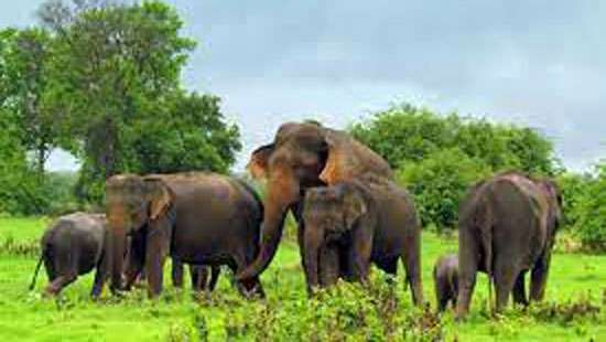 Elephant population exceeded 7,000: Wildlife Dept. - Breaking News ...