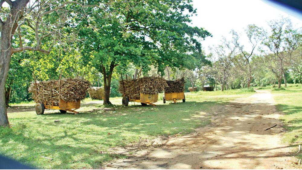 Pelwatte, Sevanagala sugar factories in a crisis due to mismanagement ...