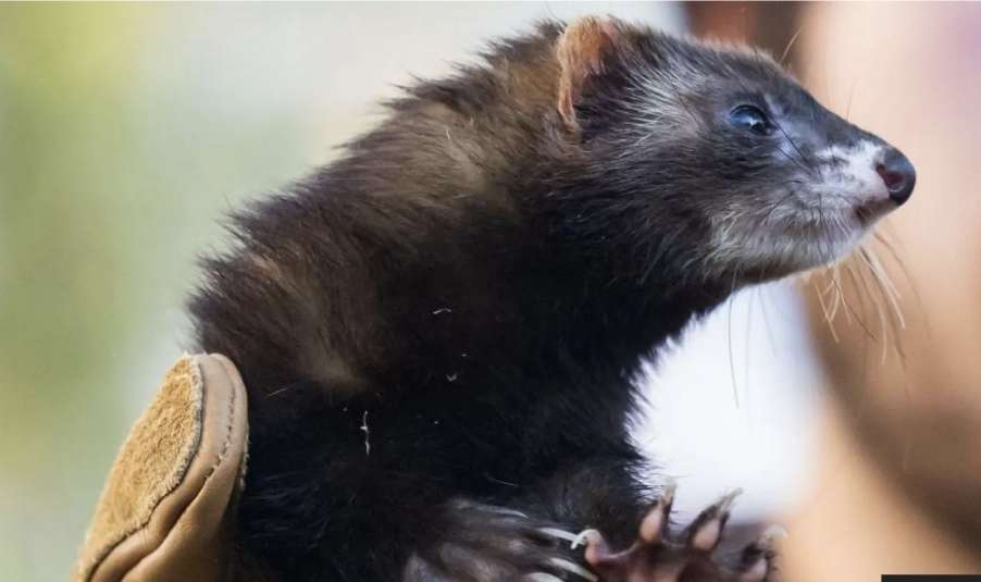 Brussels considers recruiting ferrets to tackle rat population ...