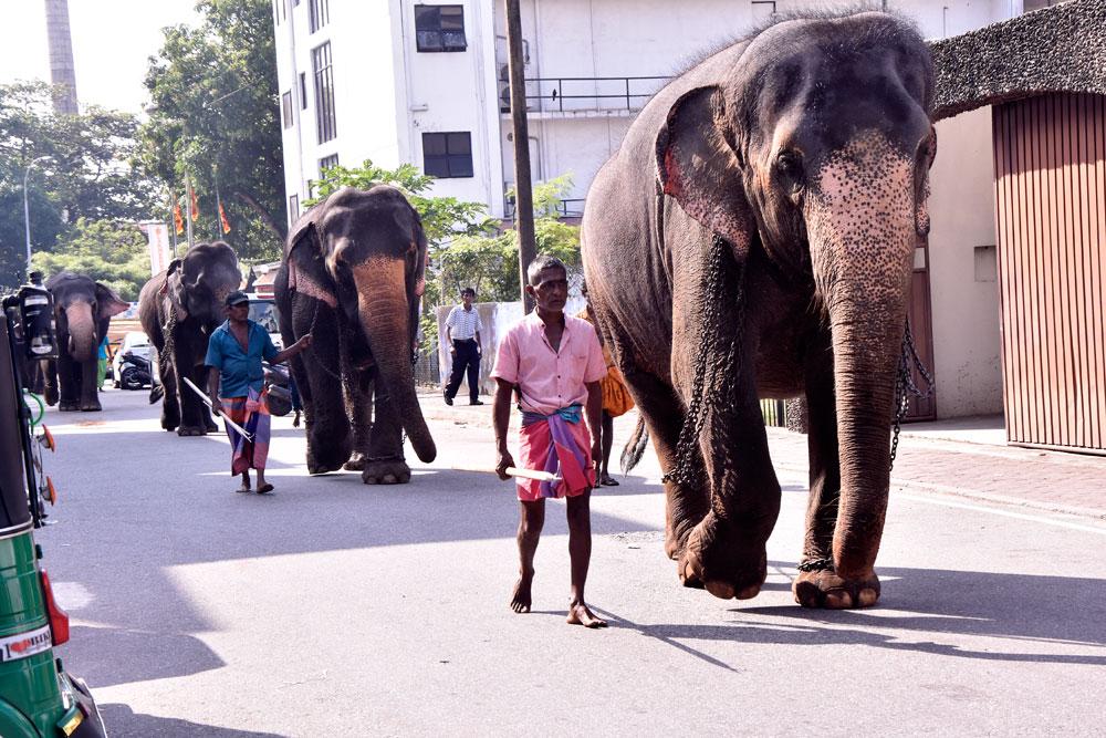Bath for Perahera elephants - Caption Story | Daily Mirror
