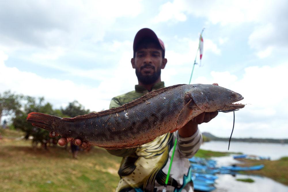 Giant snakehead fishing contest... - Caption Story | Daily Mirror