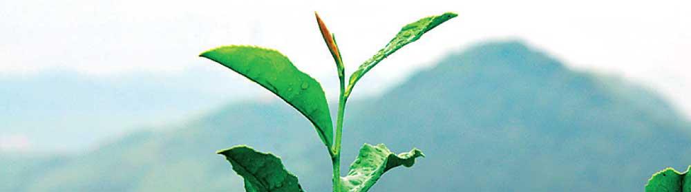 Tea auction sees prices ease amid lower demand - Business News | Daily ...