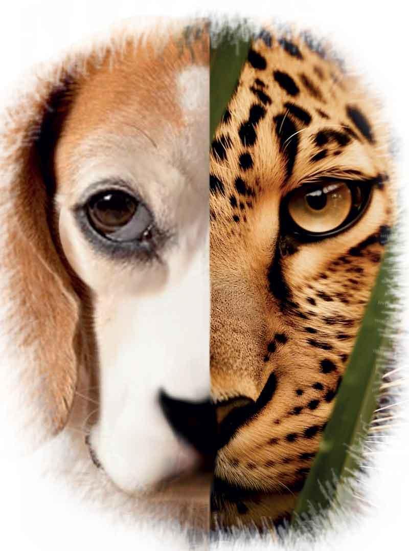 Tomiya vs Neluma battle at Wilpattu Coincidental ‘cat’ and dog ...