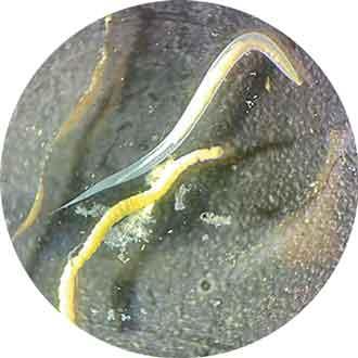 Daily Mirror - Sri Lanka Latest Breaking News and Headlines - Print ...