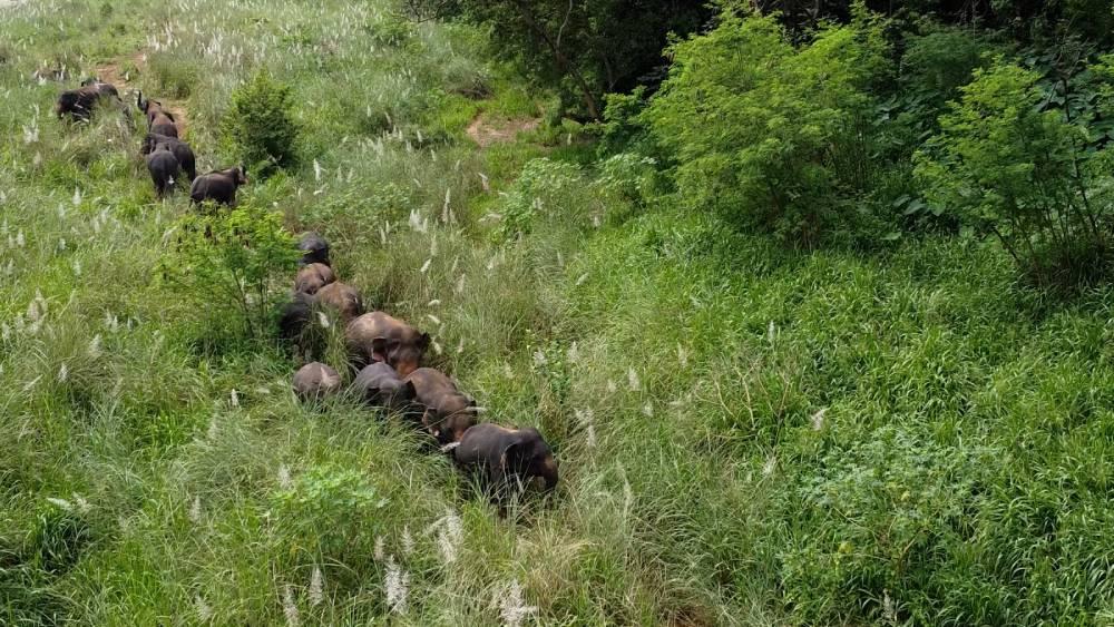 Elephants aggravate protest against elephant threat... - Caption Story ...