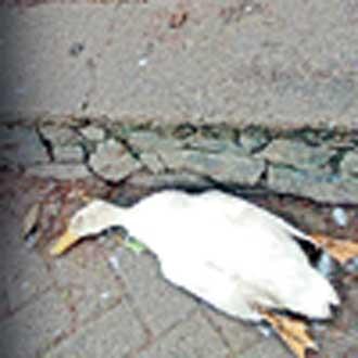 Daily Mirror - Sri Lanka Latest Breaking News and Headlines - Print ...