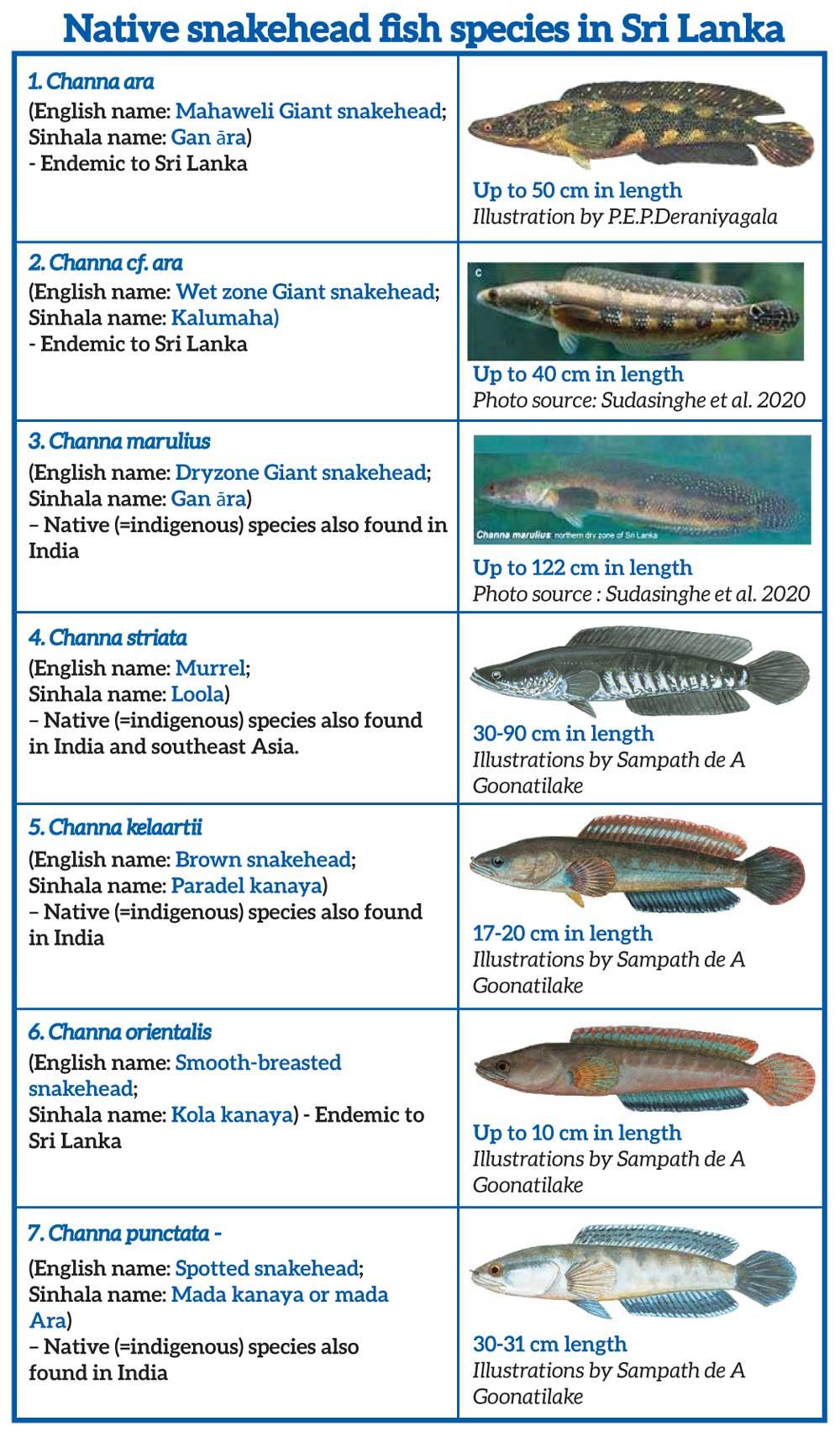 Would Deduru Oya become home to the most predacious snakehead fish ...