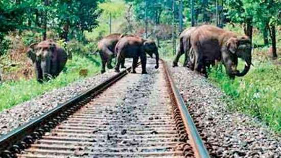 Train schedules revised to prevent elephant-train collisions - Breaking ...