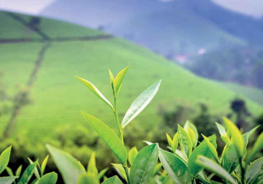 Daily Mirror - Sri Lanka Latest Breaking News and Headlines - Print ...