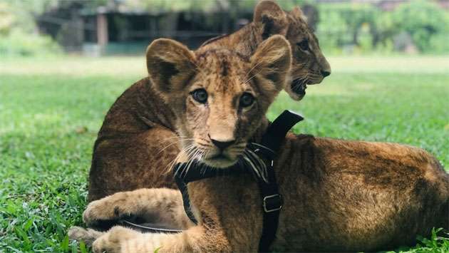 Public to be invited to name new lion cubs - Breaking News | Daily Mirror