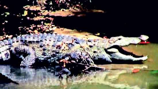 Menik Ganga infested with crocodiles warns Basnayake Nilame - Front ...