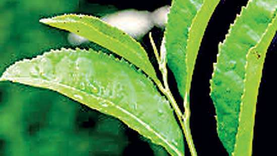 Tea auction sees fair demand at easier rates as Middle East pullback ...