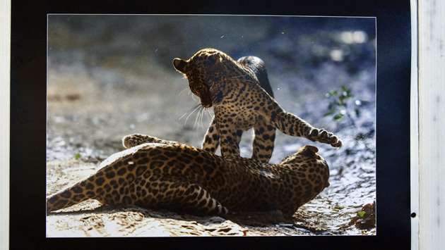 'Roo Chaya 2025' - Caption Story | Daily Mirror