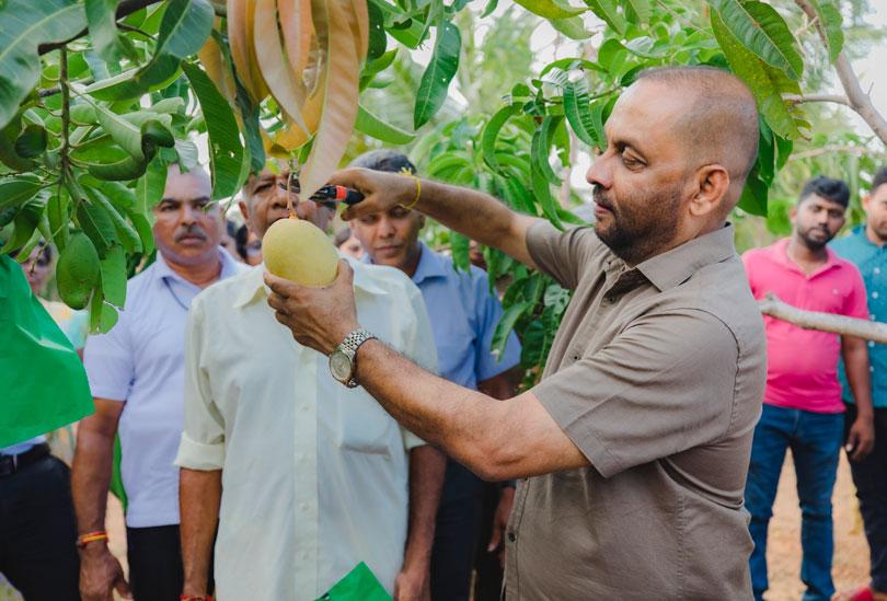 Jaffna sour banana, TEJC mango projects successful - Breaking News ...