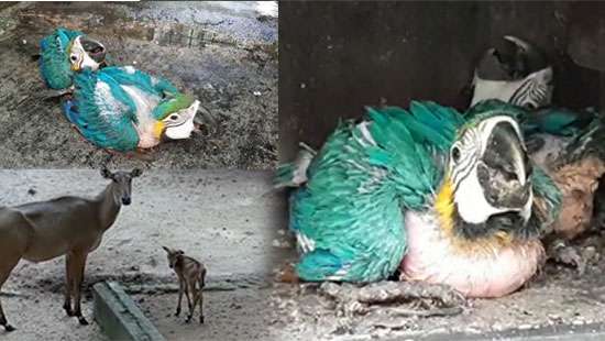 Twin baby nilgais, four blue-and-yellow macaw chics born in Dehiwala ...
