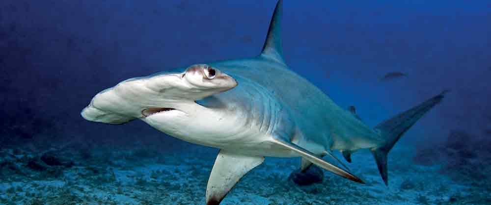 The Scalloped Hammerhead: The shark with the strange head and the ...