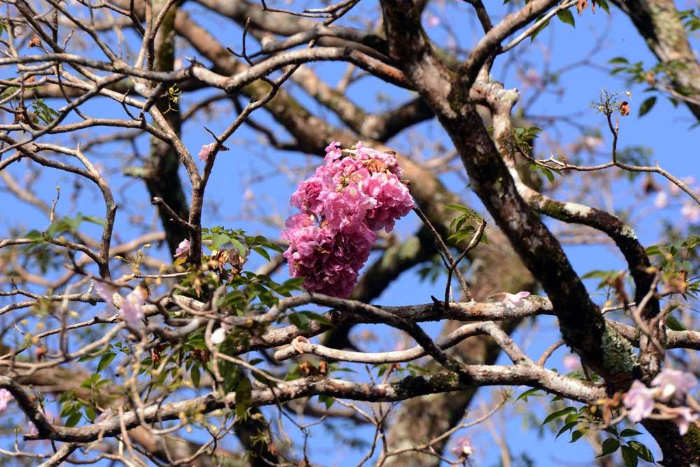 Blooming season starts... - Caption Story | Daily Mirror