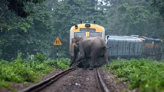 Two wild elephants die after being hit by train and electrocuted ...