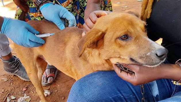 Sri Lanka spends over Rs. 5 billion annually on rabies control – Health ...