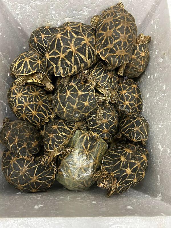 206 live 'star tortoises' seized at BIA - Breaking News | Daily Mirror