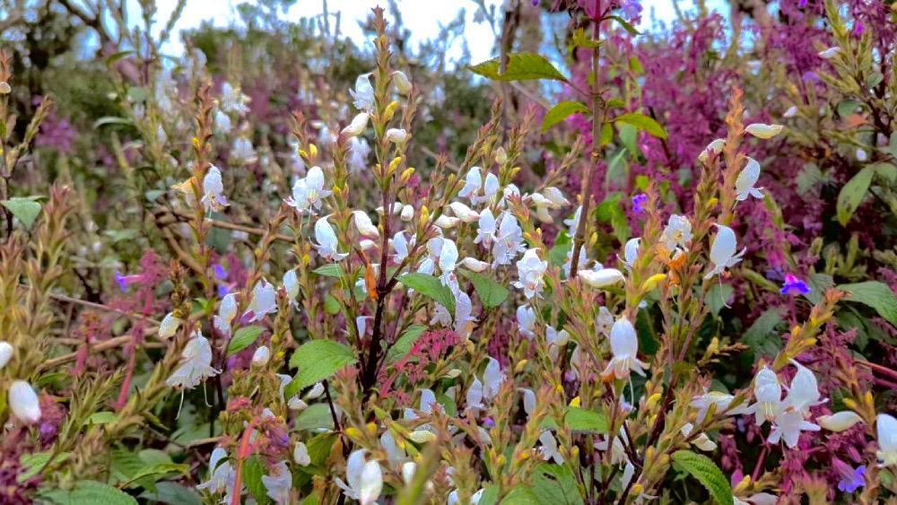 Once every 12 years - Caption Story | Daily Mirror