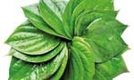 Betel Leaf - A symbol of fortune and prosperity | Daily Mirror - Sri ...