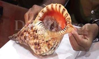 Rs.10mn worth live conch shell seized - Breaking News | Daily Mirror